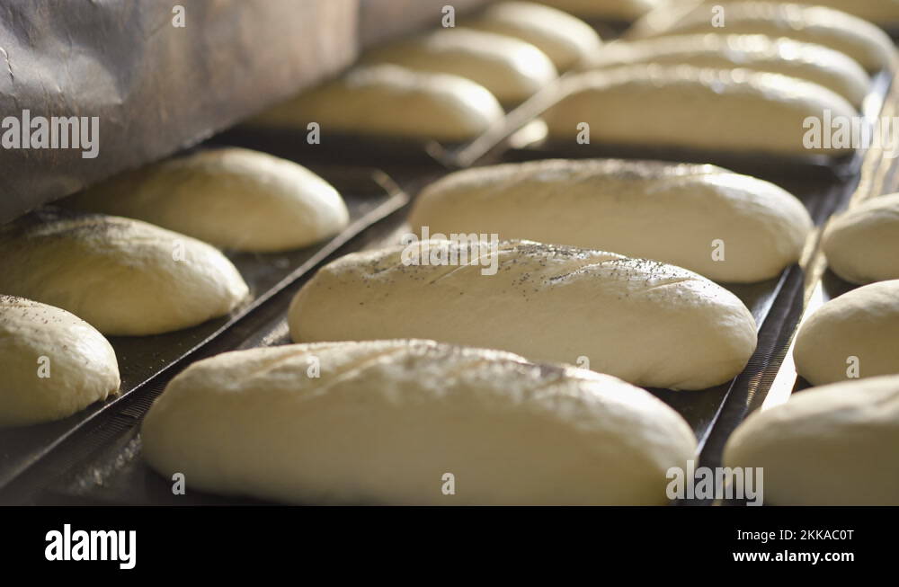 Process of loading raw loaves of bread with conveyor into a ...
