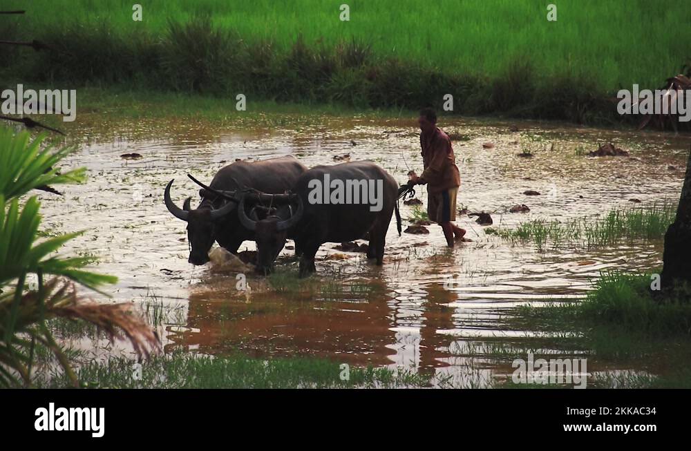 Editorial use only. A rice farmer ploughing the rice paddy with the ...