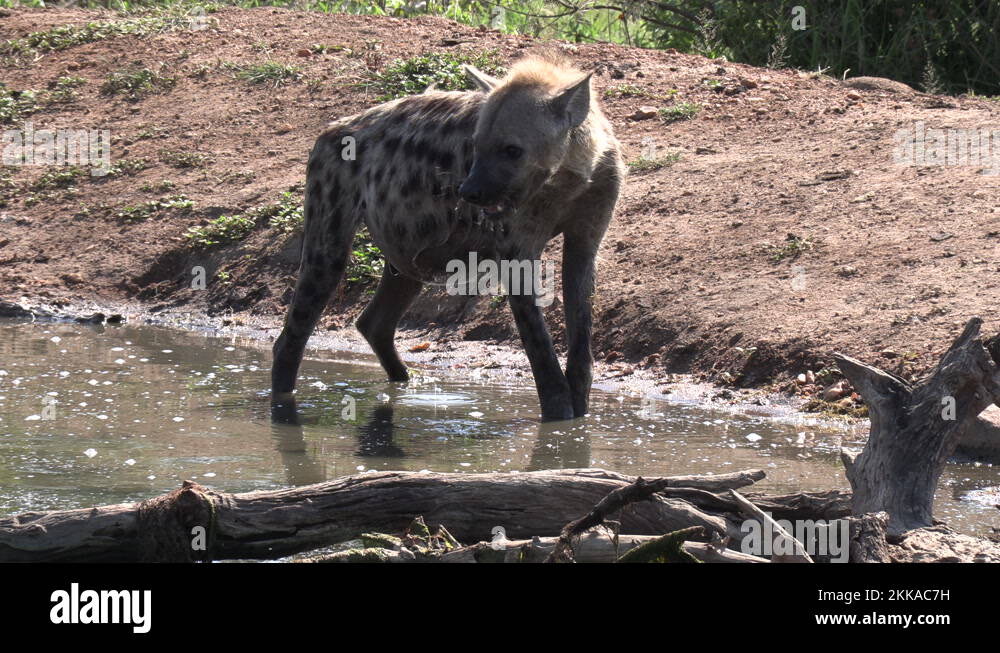 Lone hyena Stock Videos & Footage - HD and 4K Video Clips - Alamy
