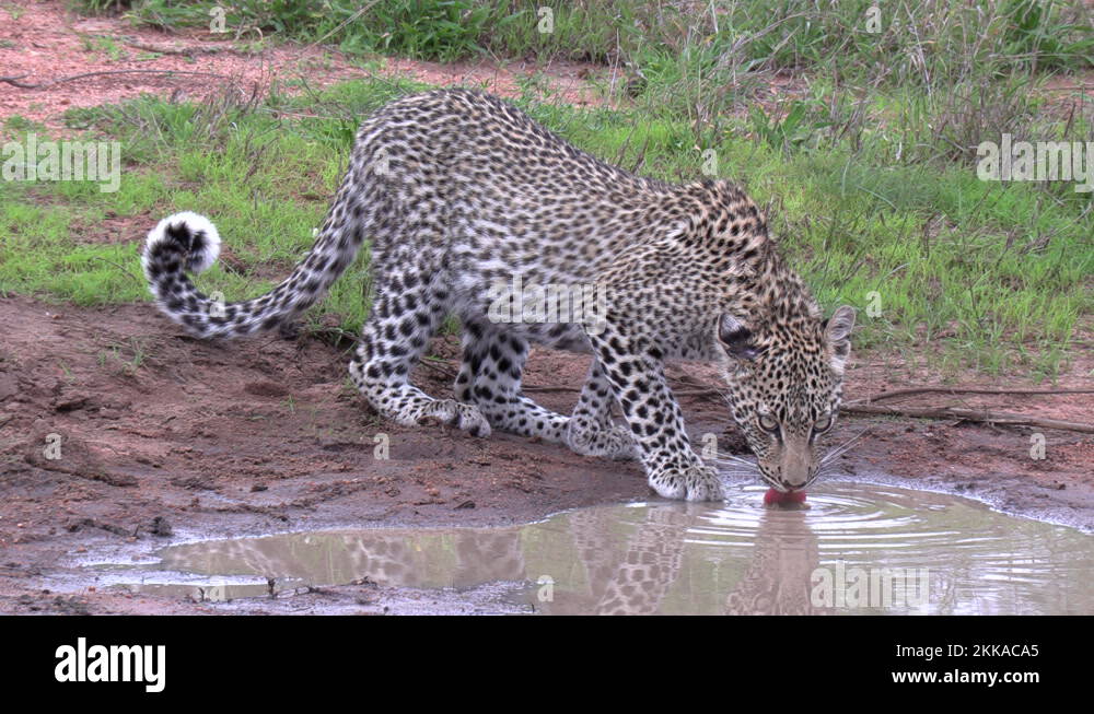 Leopard drink drinking water Stock Videos & Footage - HD and 4K Video ...