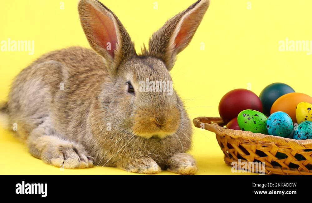 little brown fluffy bunny sitting on a pastel yellow background with a ...