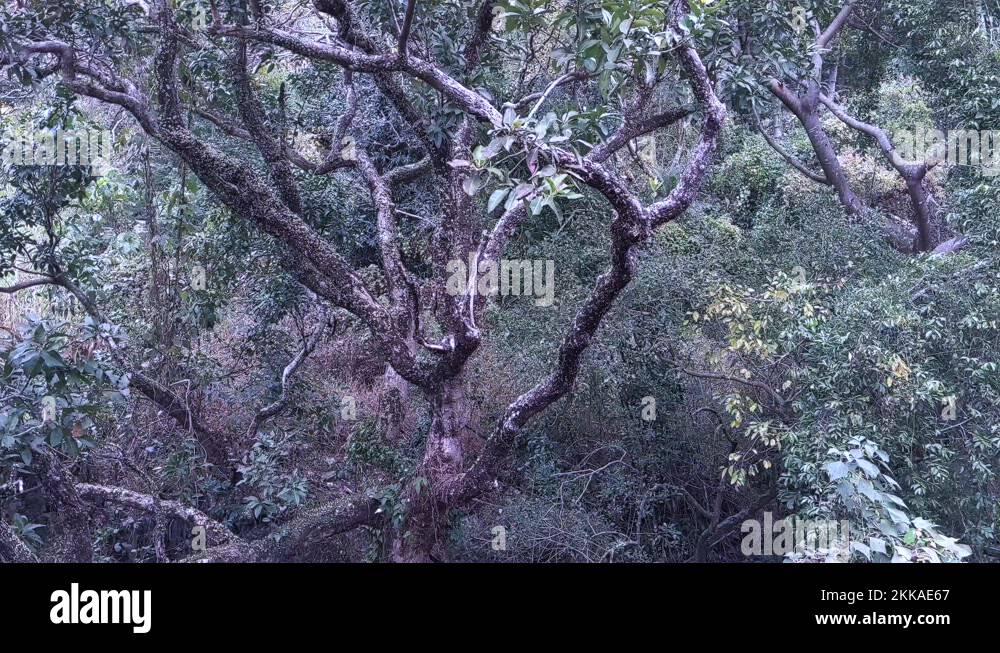 Wild trees Stock Videos & Footage - HD and 4K Video Clips - Alamy
