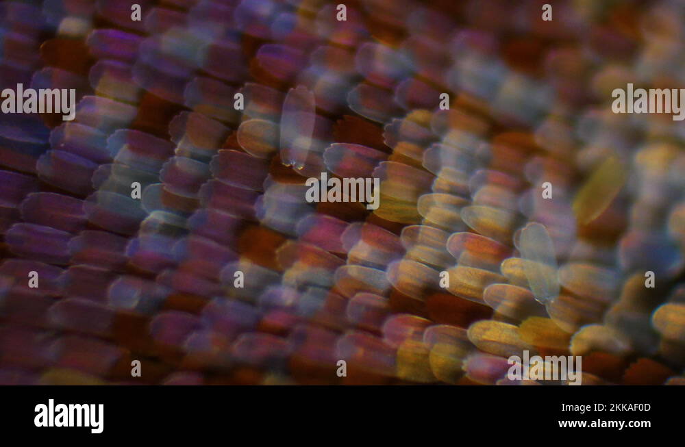 Butterfly wing microscope magnification Stock Videos & Footage - HD and ...