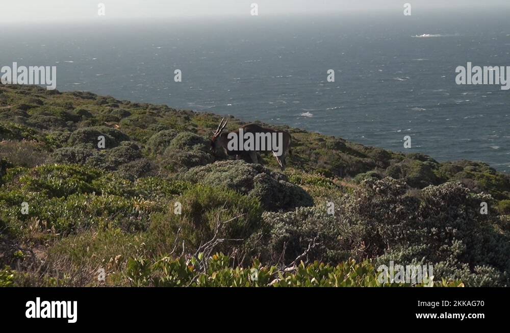 Cape point in the cape of good hope nature reserve Stock Videos ...