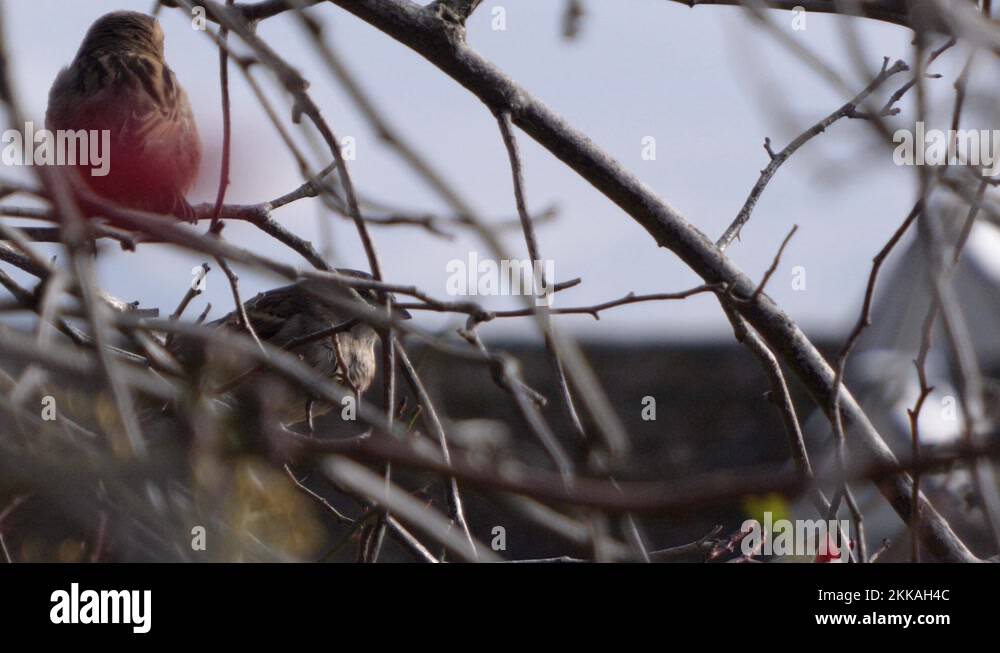 Two house sparrows, Passer domesticus, jumping around tree branches in ...
