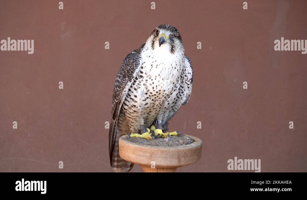 White saker falcon Stock Videos & Footage - HD and 4K Video Clips - Alamy