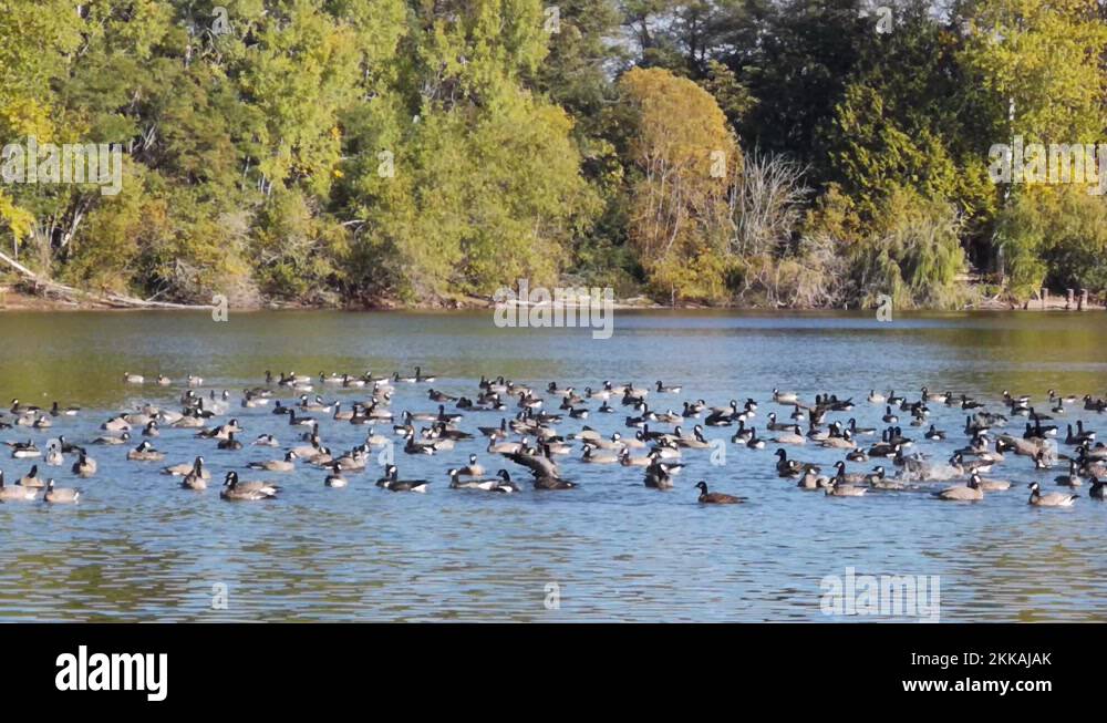 Floating raft of ducks Stock Videos & Footage - HD and 4K Video Clips ...
