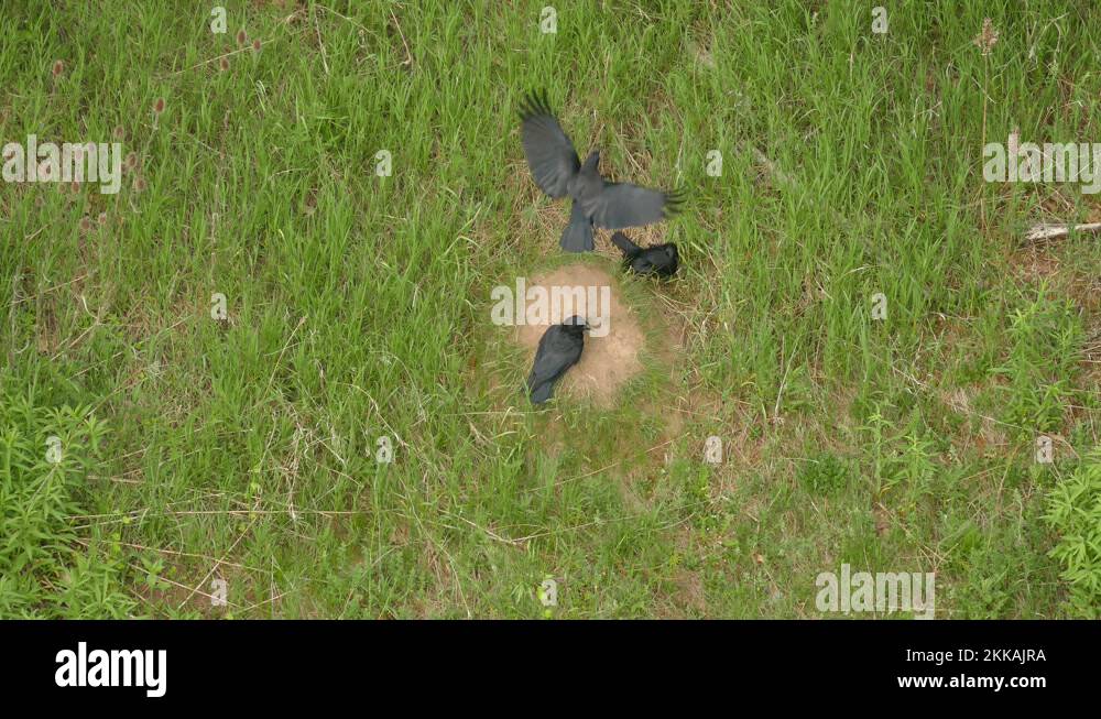 Insect with three wings Stock Videos & Footage - HD and 4K Video Clips ...