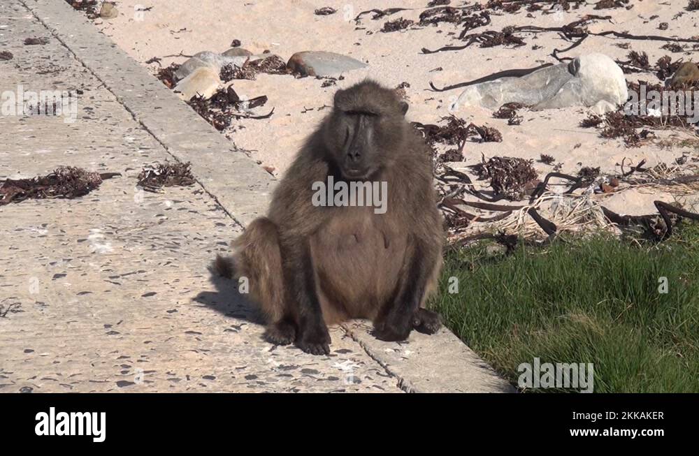 Cape of good hope south africa baboons Stock Videos & Footage - HD and ...