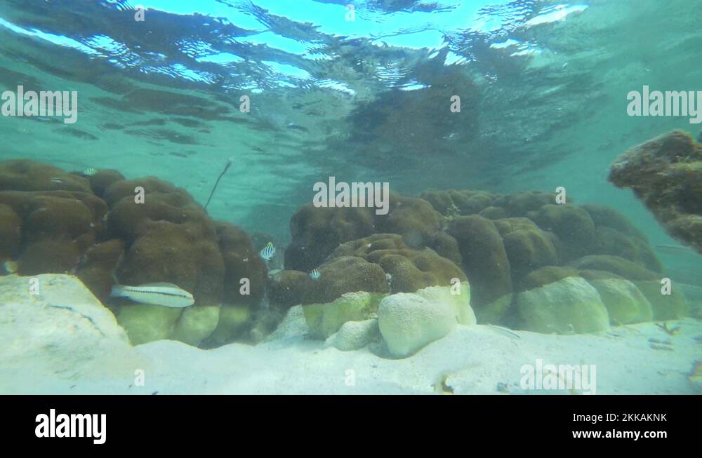 Wildlife seen in an amazing piece of coral reef in Tulum mexico Stock ...