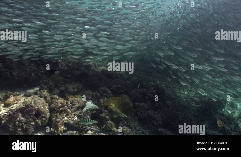 Sardine sardines Stock Videos & Footage - HD and 4K Video Clips - Alamy
