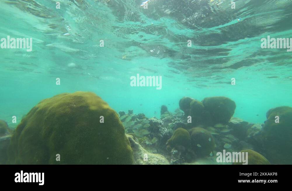 Amazing coral reef barrier and wildlife seen in Cancun Mexico Stock ...
