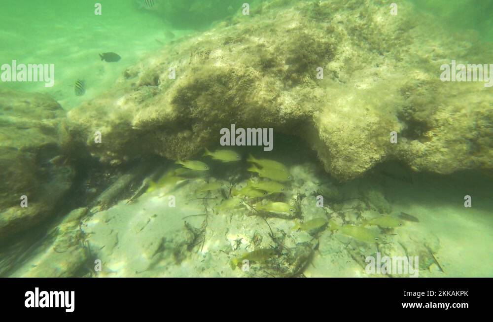 Fish underwater eating seaweeds Stock Videos & Footage - HD and 4K ...