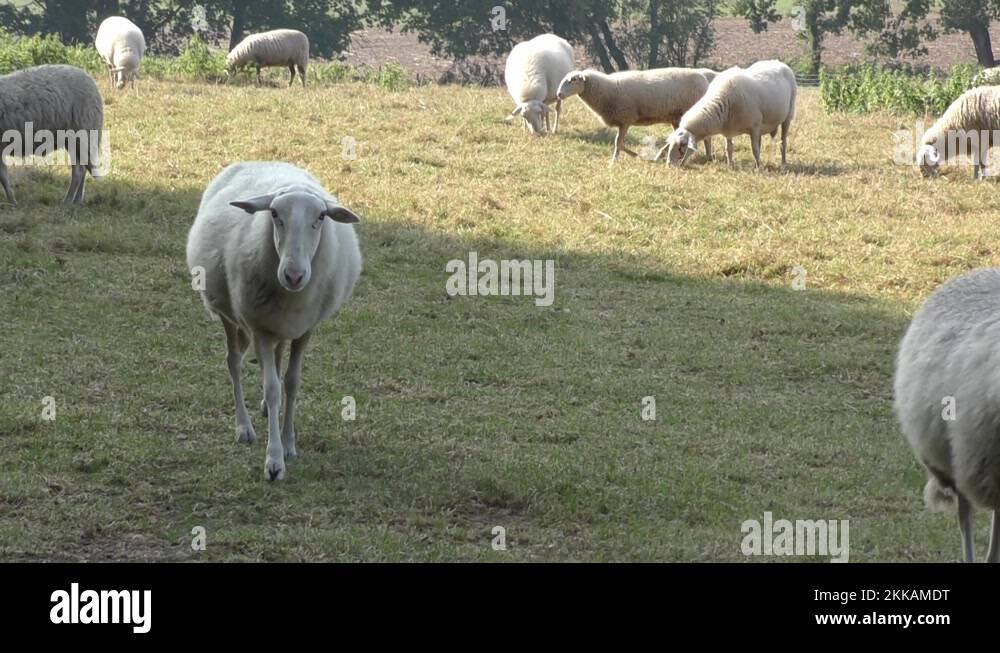 Sheep lamb standing field day Stock Videos & Footage - HD and 4K Video ...