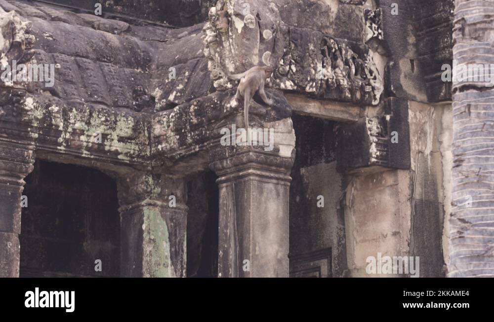 Monkey temples Stock Videos & Footage - HD and 4K Video Clips - Alamy