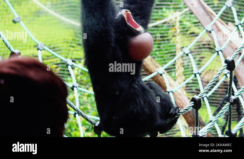 Primate hanging swing Stock Videos & Footage - HD and 4K Video Clips ...