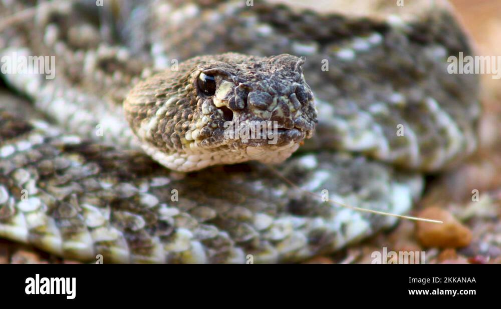 Crotalus atrox Stock Videos & Footage - HD and 4K Video Clips - Alamy