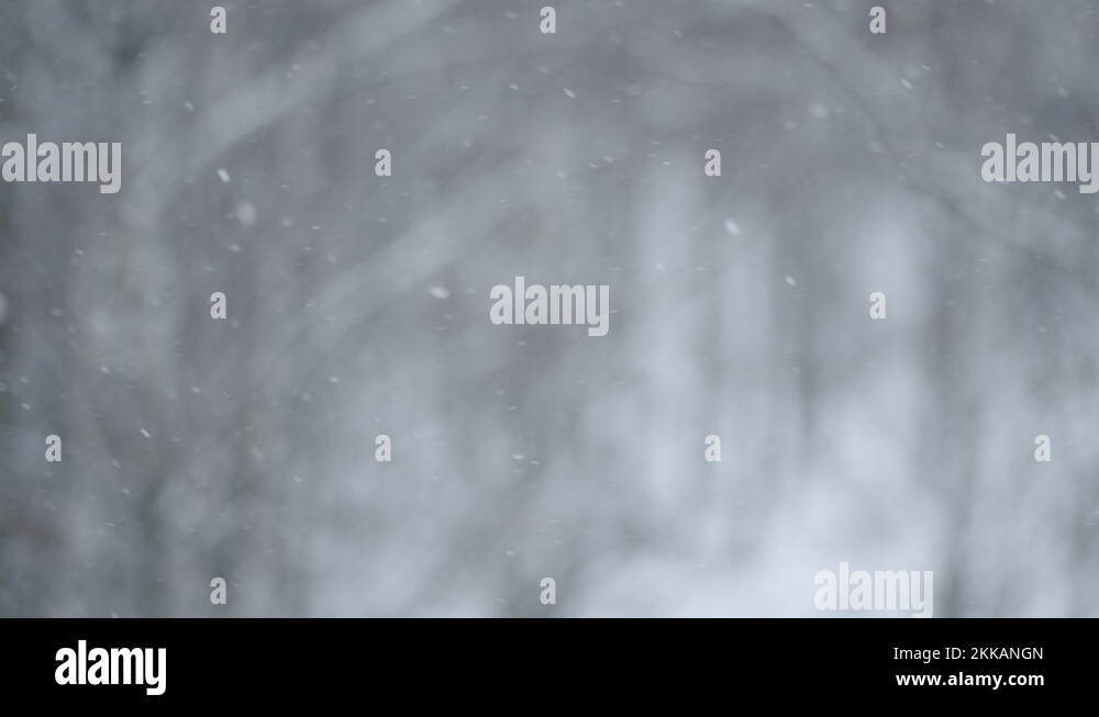 Heavy winter snowfall in the forest, blizzard. Snowfall Stock Video ...