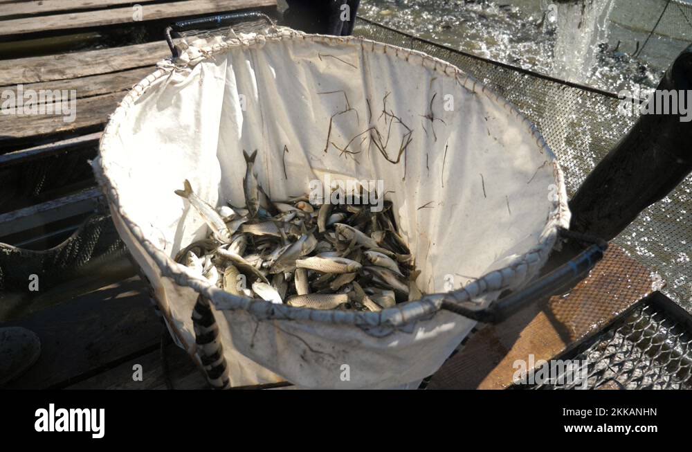 Terrified herring fish jumping frenzily in a big scoop-net at fish ...