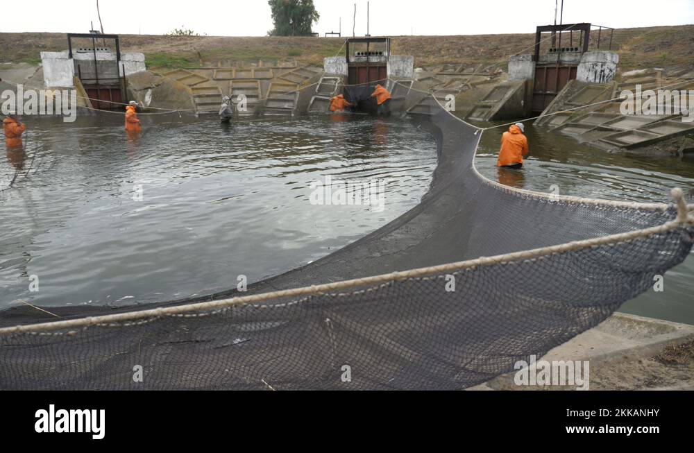 Pro men in uniforms catching fish and pulling a large net fixed to bank ...