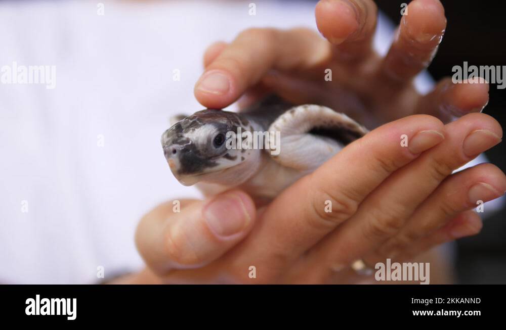 Baby shell on hand Stock Videos & Footage - HD and 4K Video Clips - Alamy