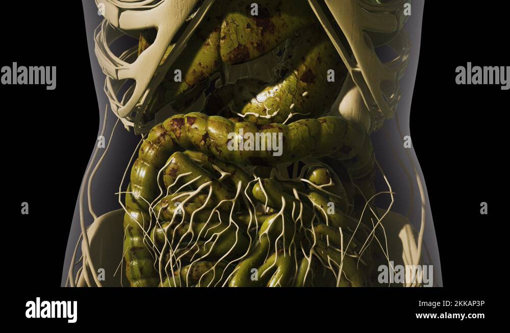 detailed human digestive system anatomy Stock Video Footage - Alamy