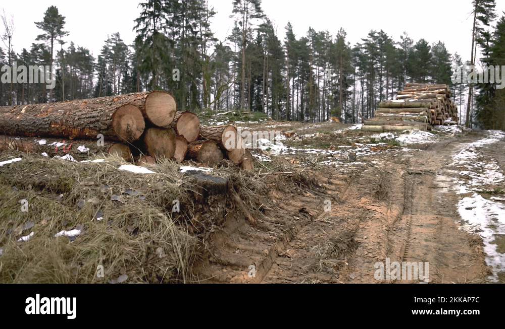 Two stacked piles of log or lumber during deforestation in forest Stock ...
