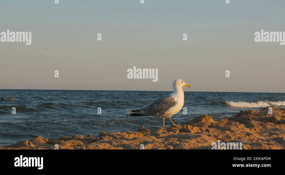 Big ocean sea gull sick sad animal limps while walking, sand beach ...