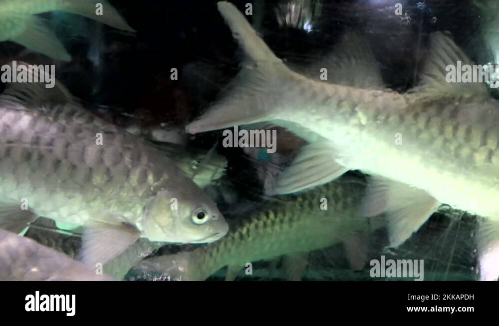 Kelah fish Stock Videos & Footage - HD and 4K Video Clips - Alamy