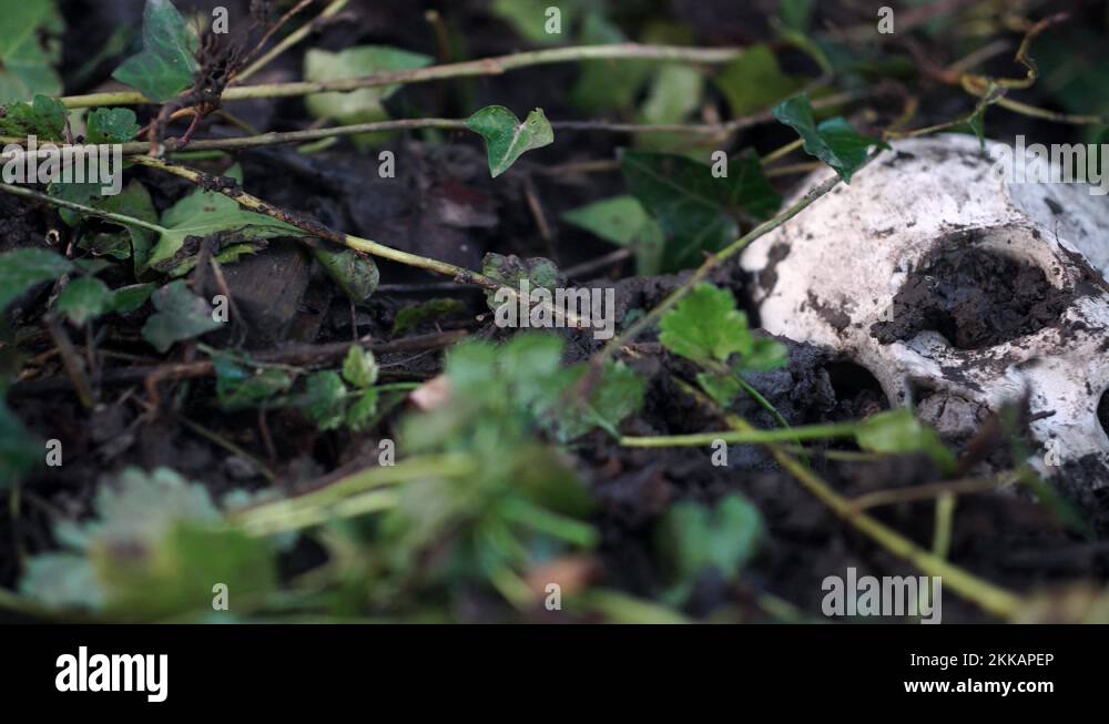 Murder In Woods, Human Skull Remains Buried, Police Crime Scene, 4K ...