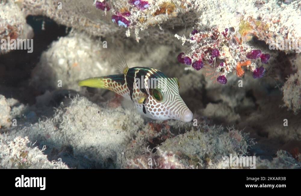 Tobi Stock Videos & Footage - HD and 4K Video Clips - Alamy