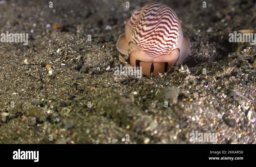 Sand substrate Stock Videos & Footage - HD and 4K Video Clips - Alamy