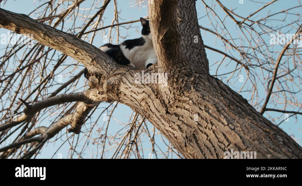 Rescue cat in tree Stock Videos & Footage - HD and 4K Video Clips - Alamy