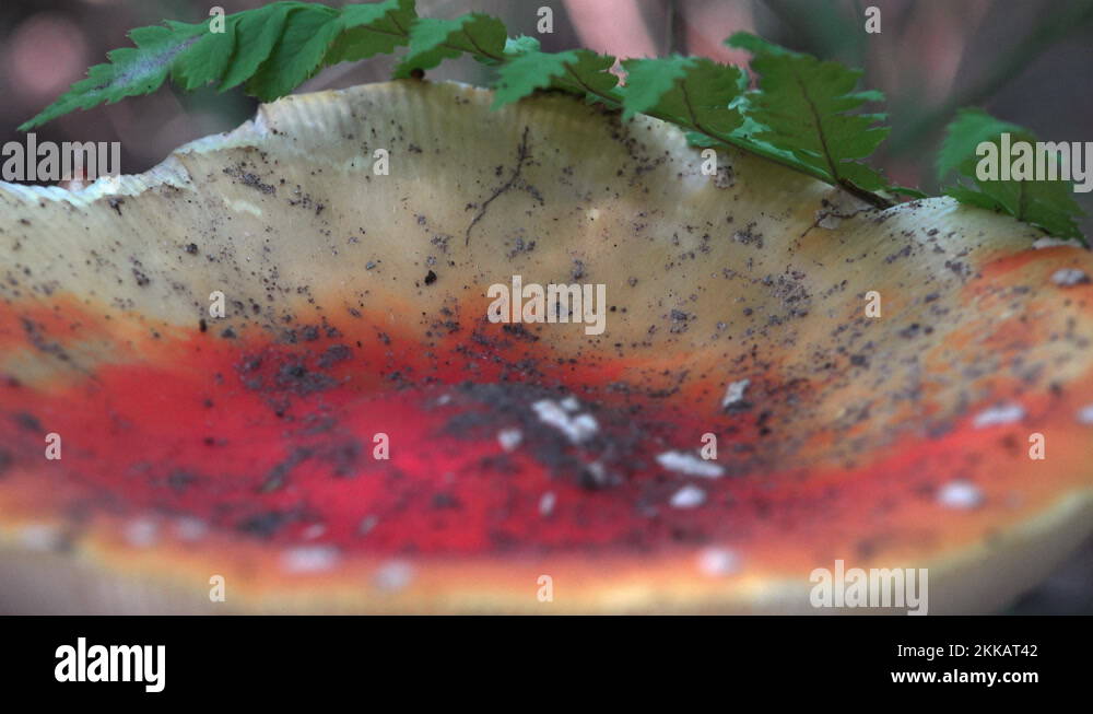Spotted mushroom cap Stock Videos & Footage - HD and 4K Video Clips - Alamy