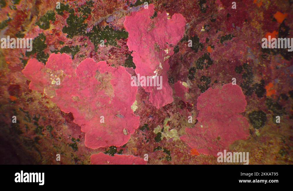 Red algae bloom Stock Videos & Footage - HD and 4K Video Clips - Alamy