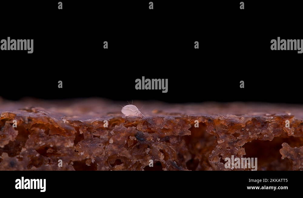 Flour Mite Acarus sp. crawls on a piece of bread, family Acaridae Stock ...