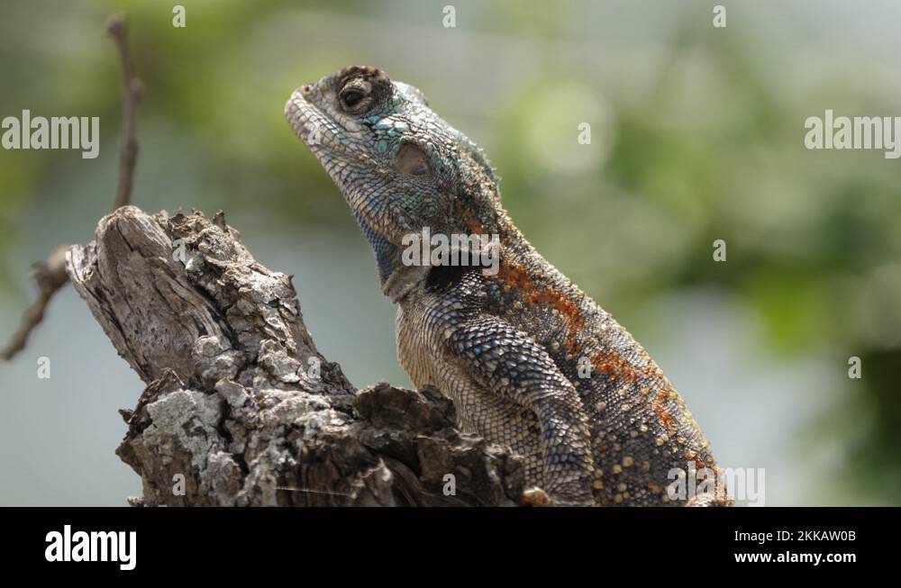 Full frame: Blue Throated Agama Tree Lizard on African tree limb Stock ...
