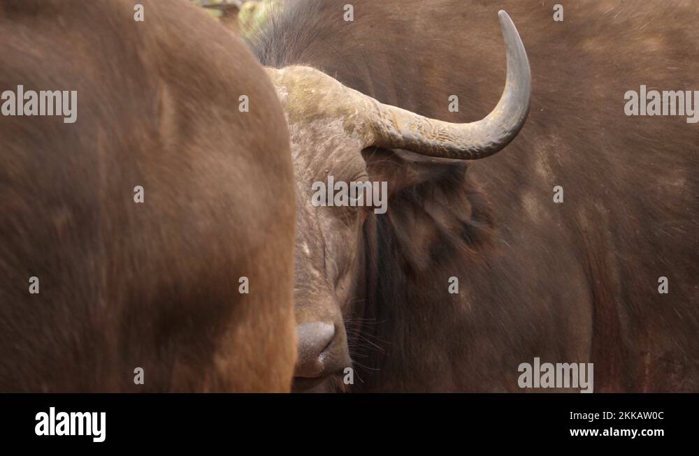 Cape buffalo face Stock Videos & Footage - HD and 4K Video Clips - Alamy