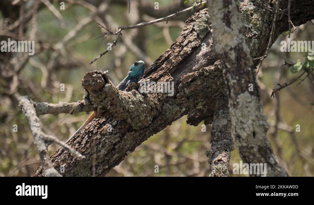 Blue headed tree lizard Stock Videos & Footage - HD and 4K Video Clips ...