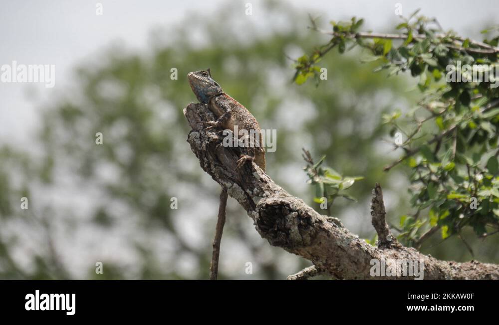 Agile insects Stock Videos & Footage - HD and 4K Video Clips - Alamy