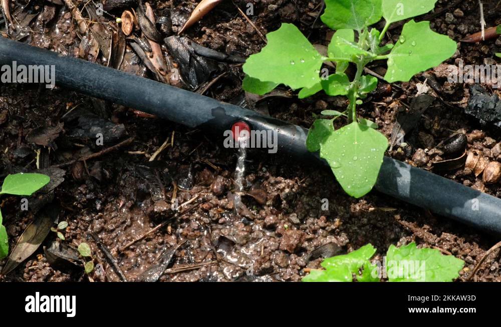 Drip irrigation farming Stock Videos & Footage - HD and 4K Video Clips ...