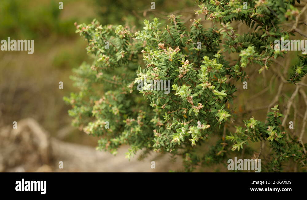 Moonah tree Stock Videos & Footage - HD and 4K Video Clips - Alamy