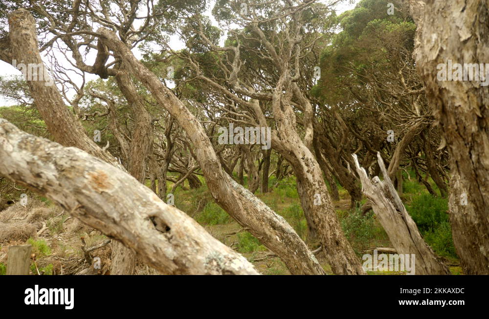 Australian coast woodland Stock Videos & Footage - HD and 4K Video ...