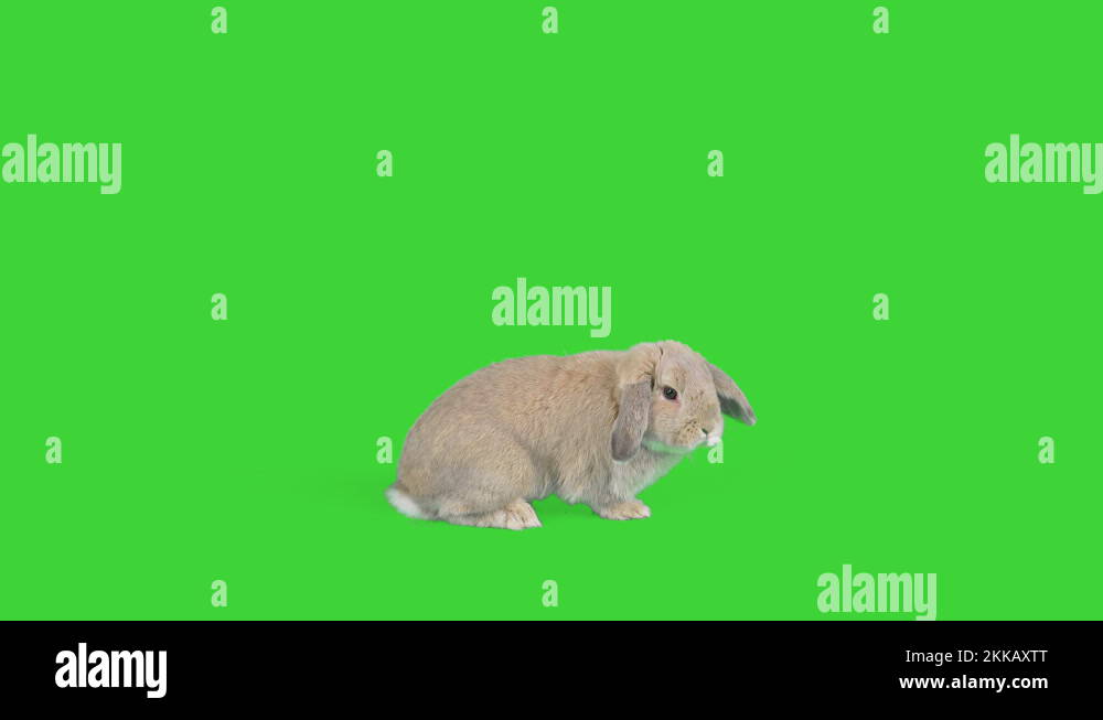 4K Small lop rabbit on green screen isolated with chroma key, real shot ...