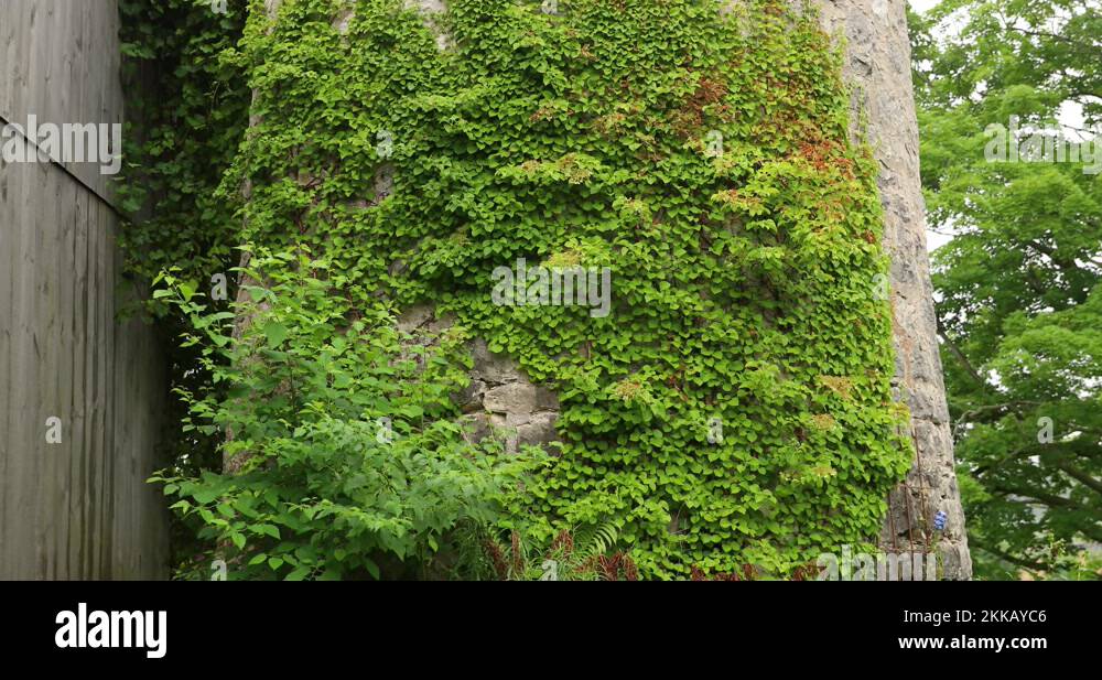 Vines Growing Up Old Stone Silo On Side Of Rural Wood Barn In 4K Stock ...