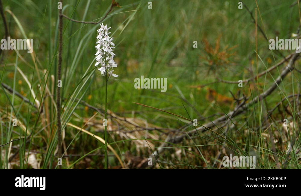White slender Stock Videos & Footage - HD and 4K Video Clips - Alamy