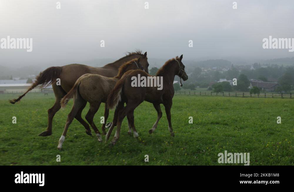 Stud mare Stock Videos & Footage - HD and 4K Video Clips - Alamy