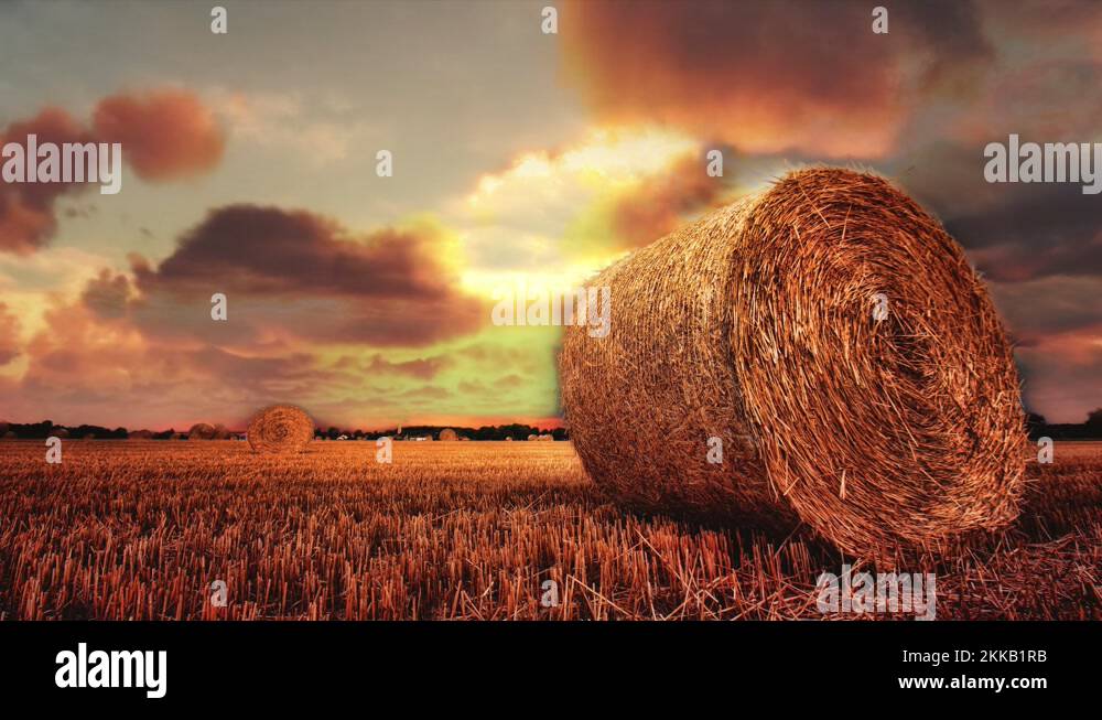 Yellow bail hay straw agriculture Stock Videos & Footage - HD and 4K ...