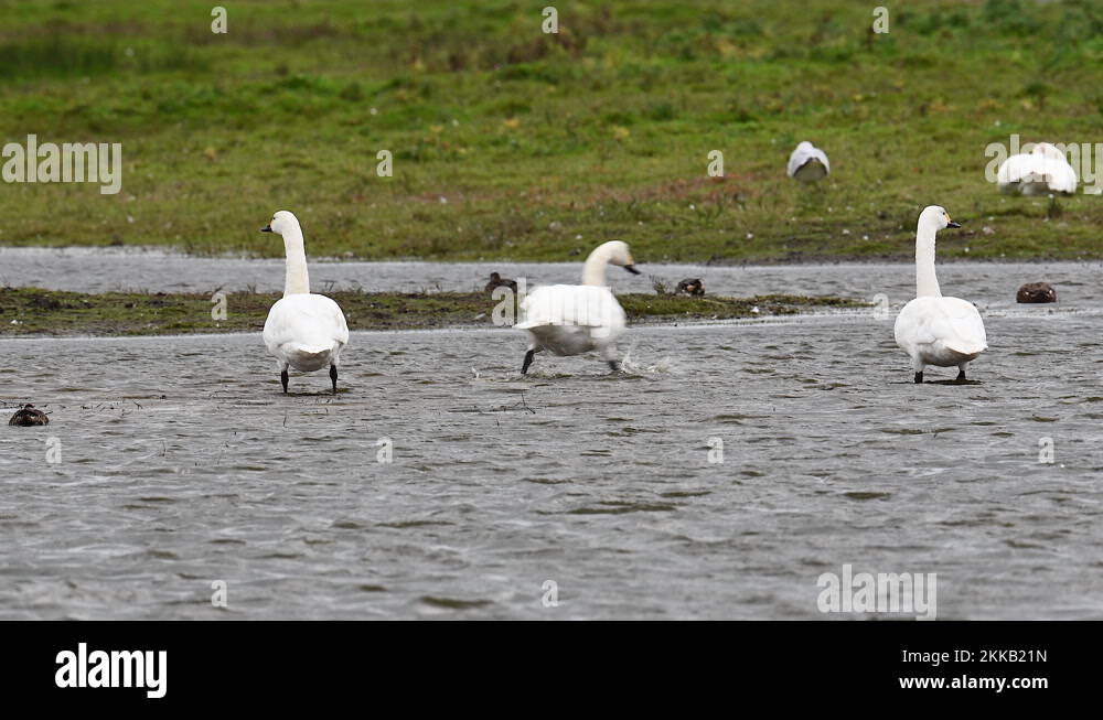 Cygnus cygnus in flight Stock Videos & Footage - HD and 4K Video Clips ...