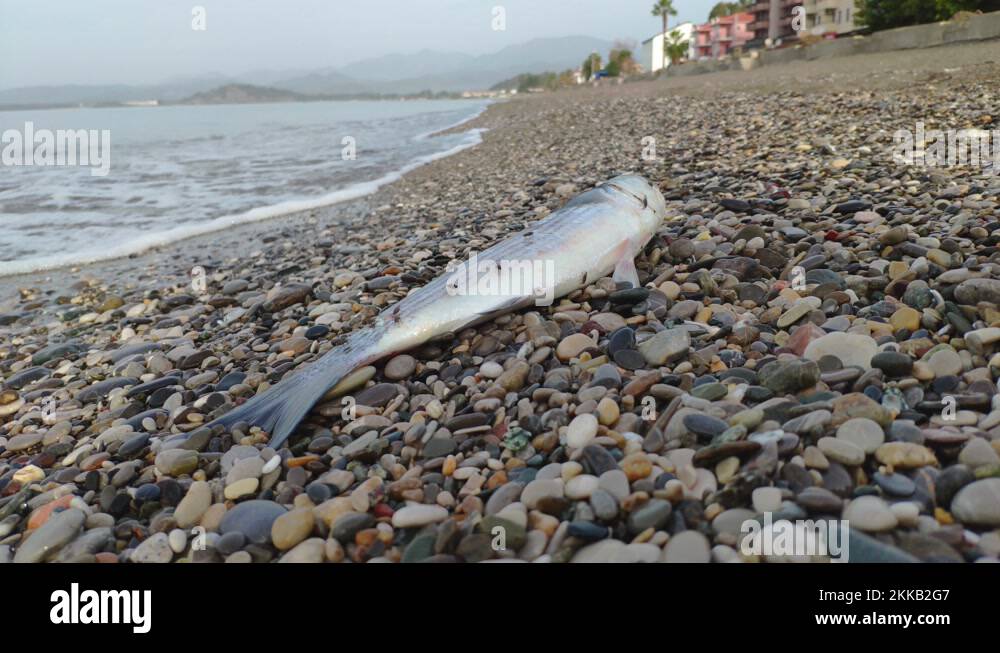 Washed ashore big dead fish on the Calis beach Stock Video Footage - Alamy